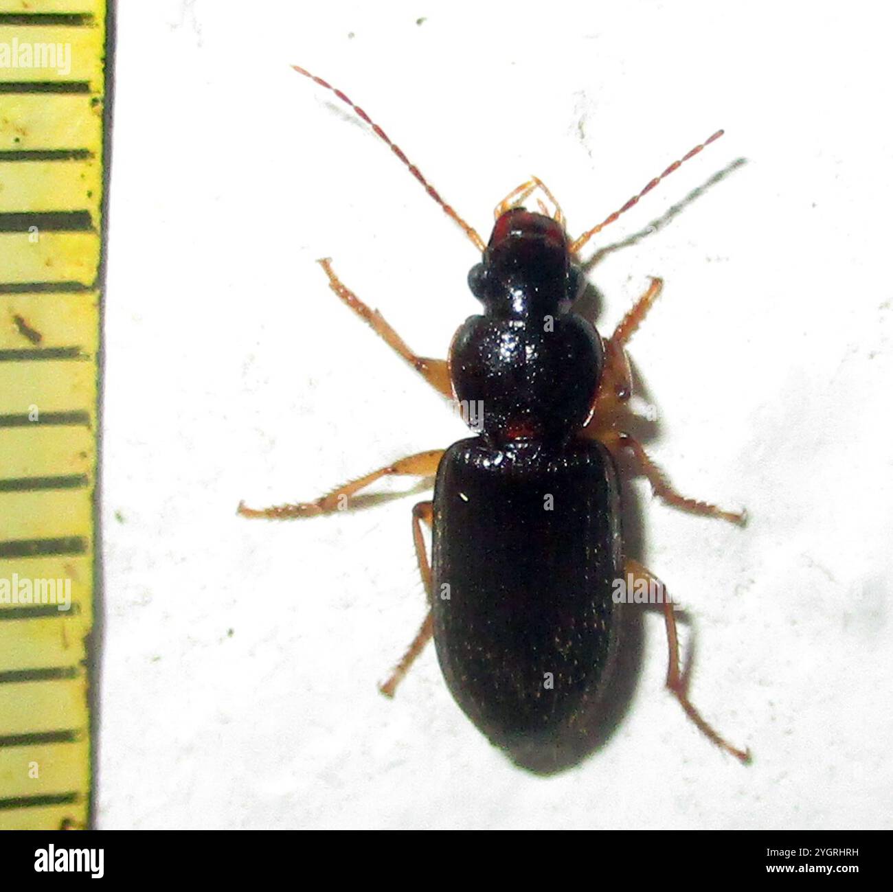 Ground Beetles (Carabidae Stock Photo - Alamy