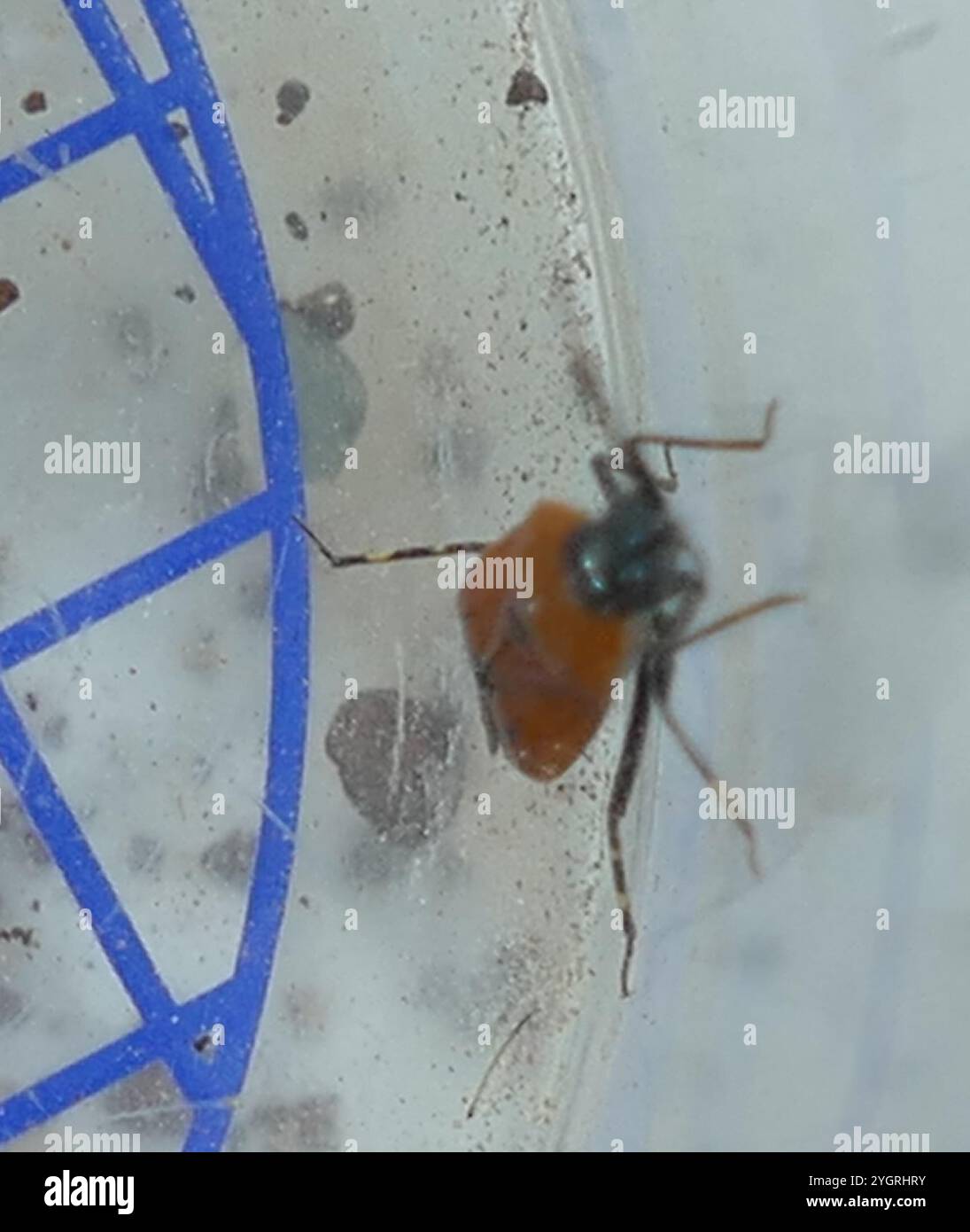 True Bugs (Heteroptera Stock Photo - Alamy