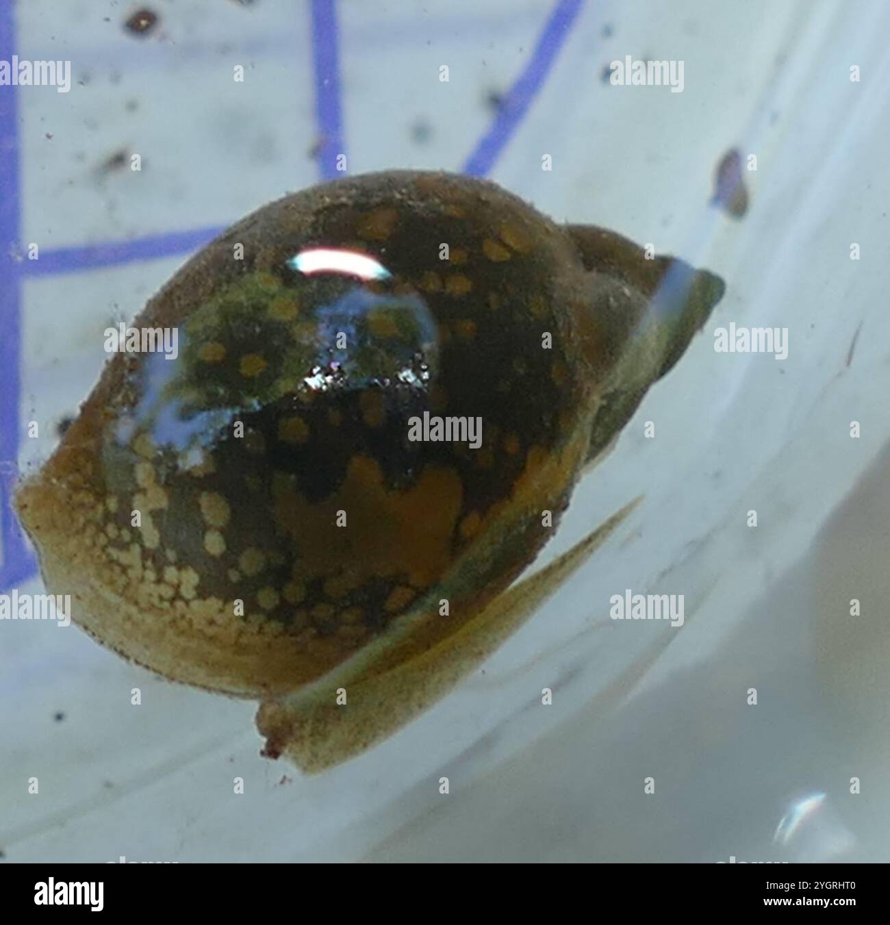 Acute Bladder Snail (Physella acuta Stock Photo - Alamy