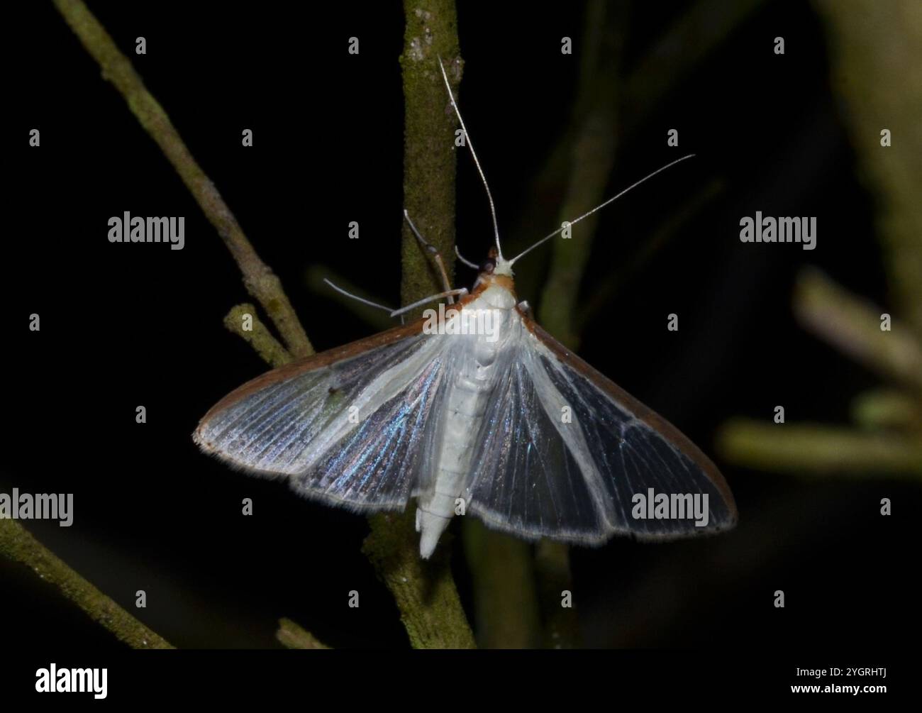 Four-spotted Palpita Moth (Palpita quadristigmalis Stock Photo - Alamy