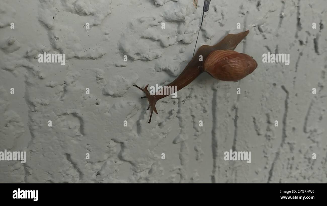 Rosy Wolfsnail (Euglandina rosea Stock Photo - Alamy
