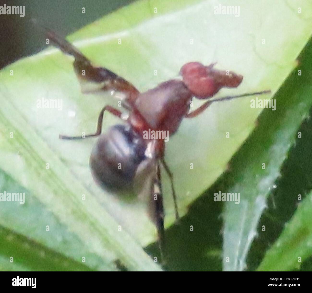 Common Picture-winged Fly (Delphinia picta Stock Photo - Alamy