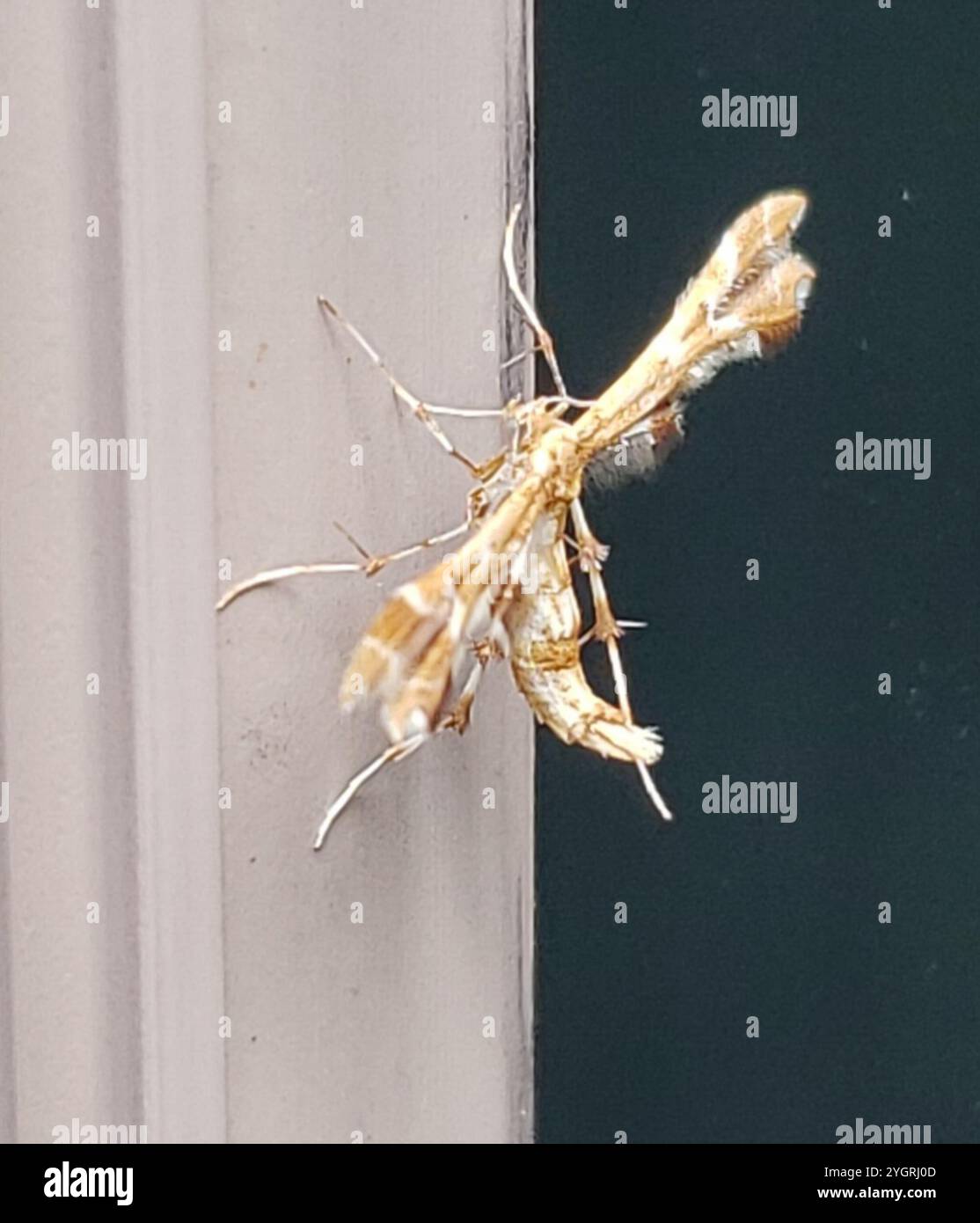 Grape Plume Moth (Geina periscelidactylus Stock Photo - Alamy