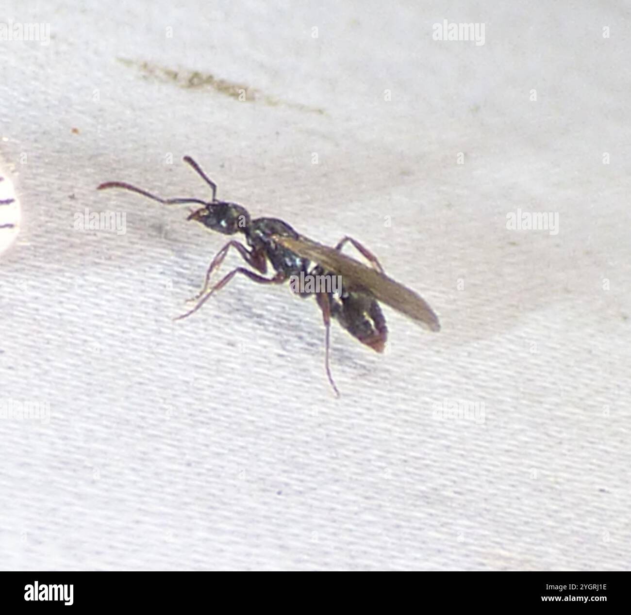 Asian needle ant hi-res stock photography and images - Alamy