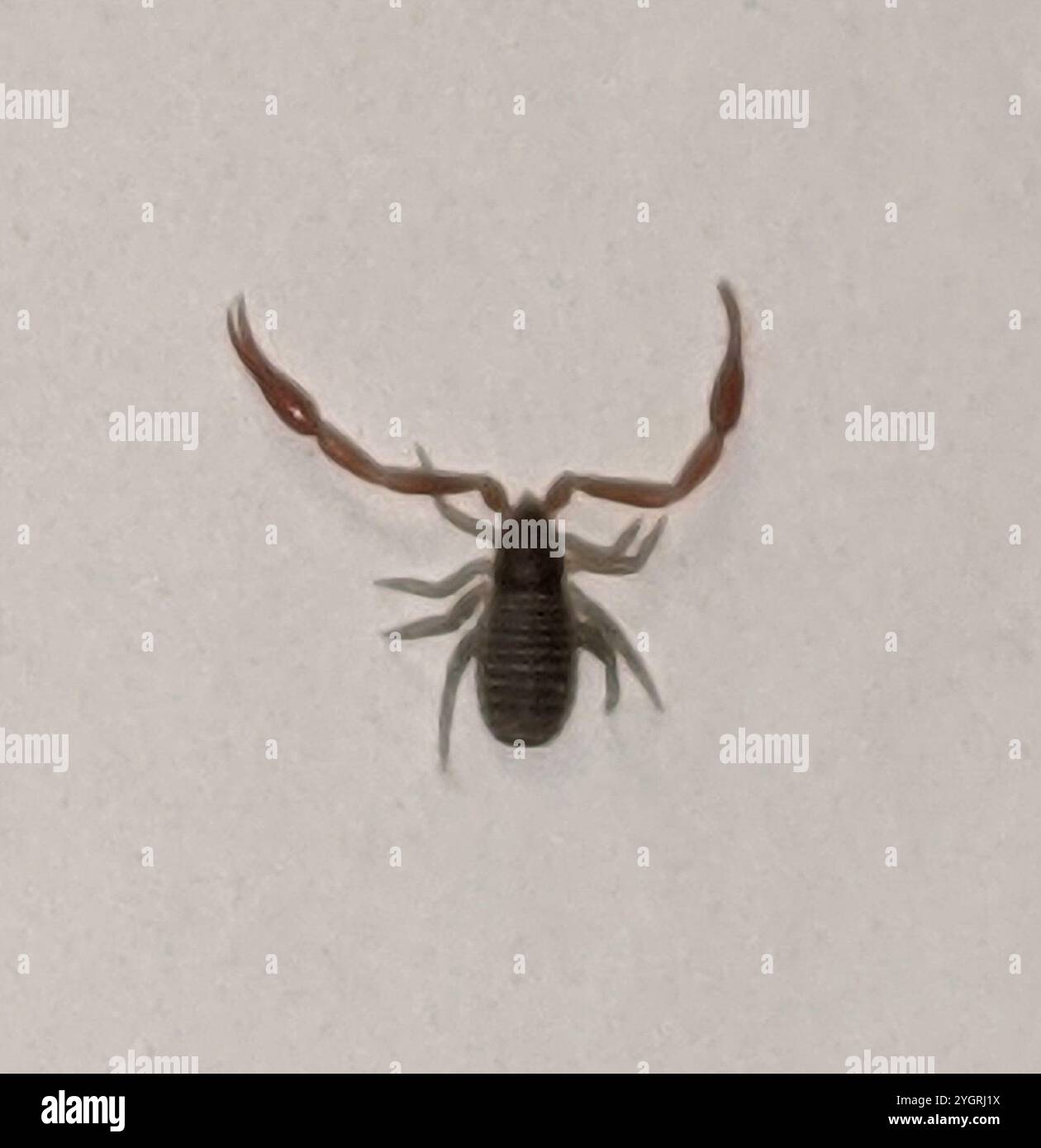 House Pseudoscorpion (Chelifer cancroides Stock Photo - Alamy