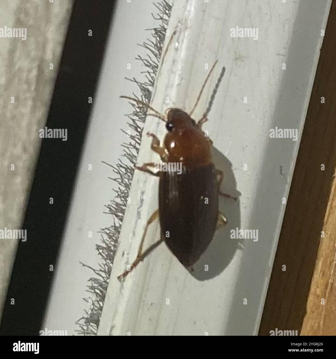 Ground Beetles (Carabidae Stock Photo - Alamy
