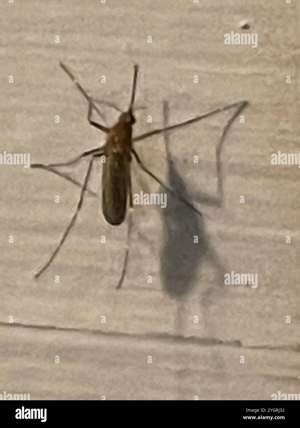 Culicine mosquitoes hi-res stock photography and images - Alamy