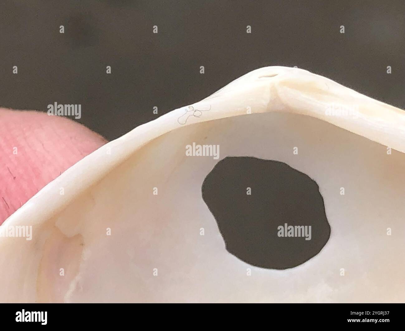 Bent-nosed Clam (Macoma nasuta Stock Photo - Alamy