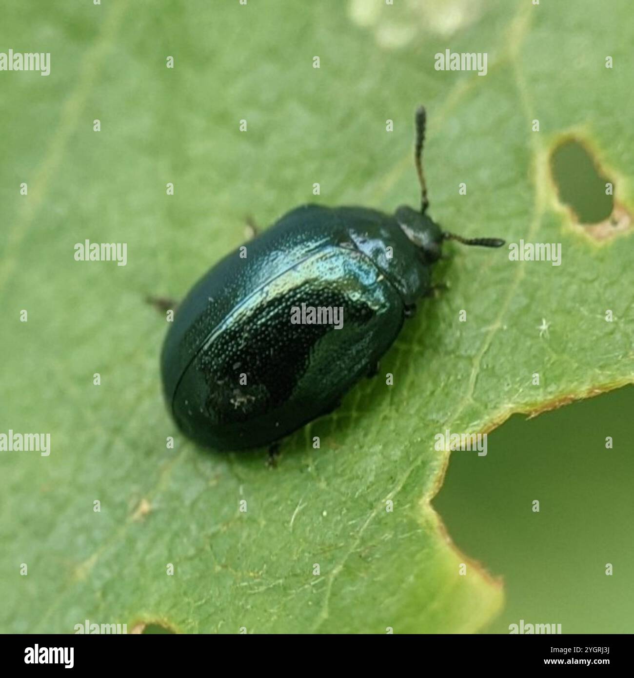 Willow Leaf Beetle (Plagiodera versicolora Stock Photo - Alamy