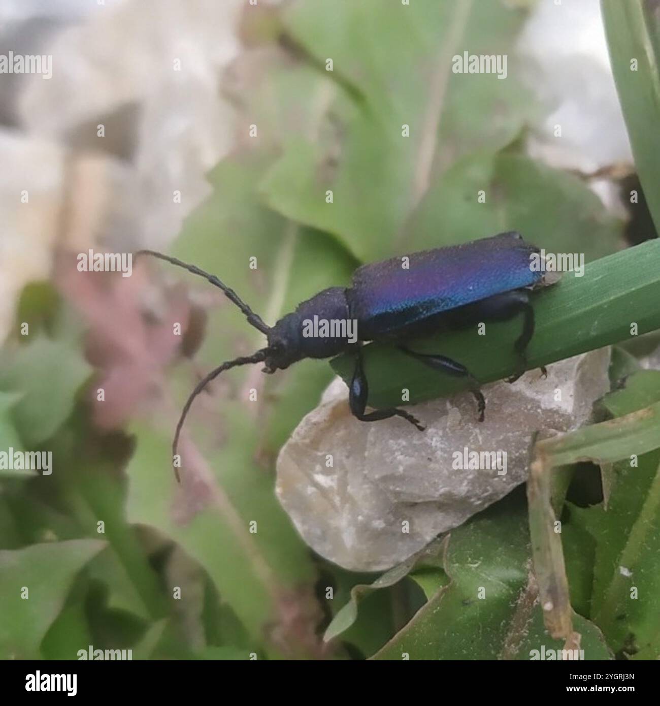 Violet tanbark beetle (Callidium violaceum Stock Photo - Alamy