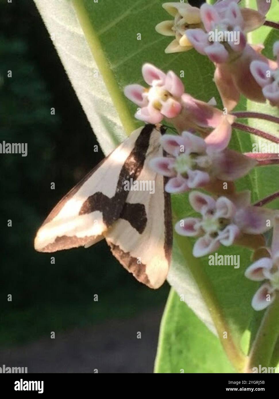 Clymene Moth (Haploa clymene Stock Photo - Alamy