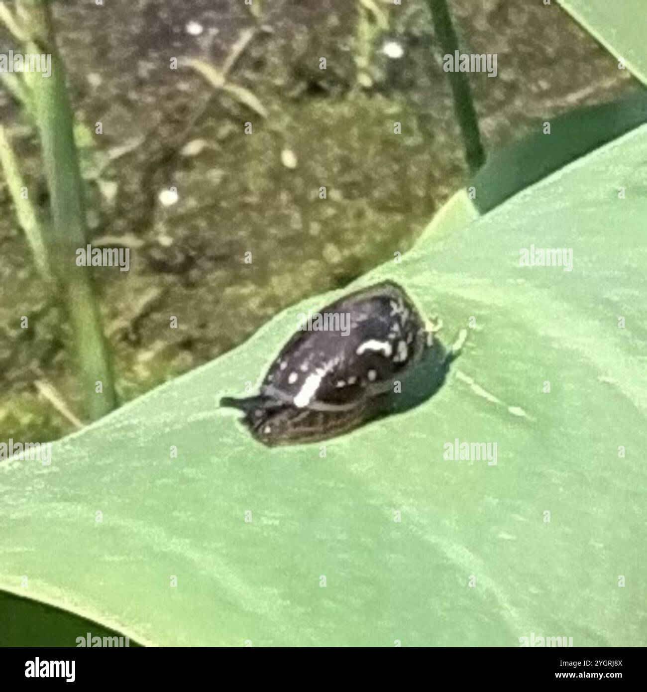 Oxyloma elegans hi-res stock photography and images - Alamy