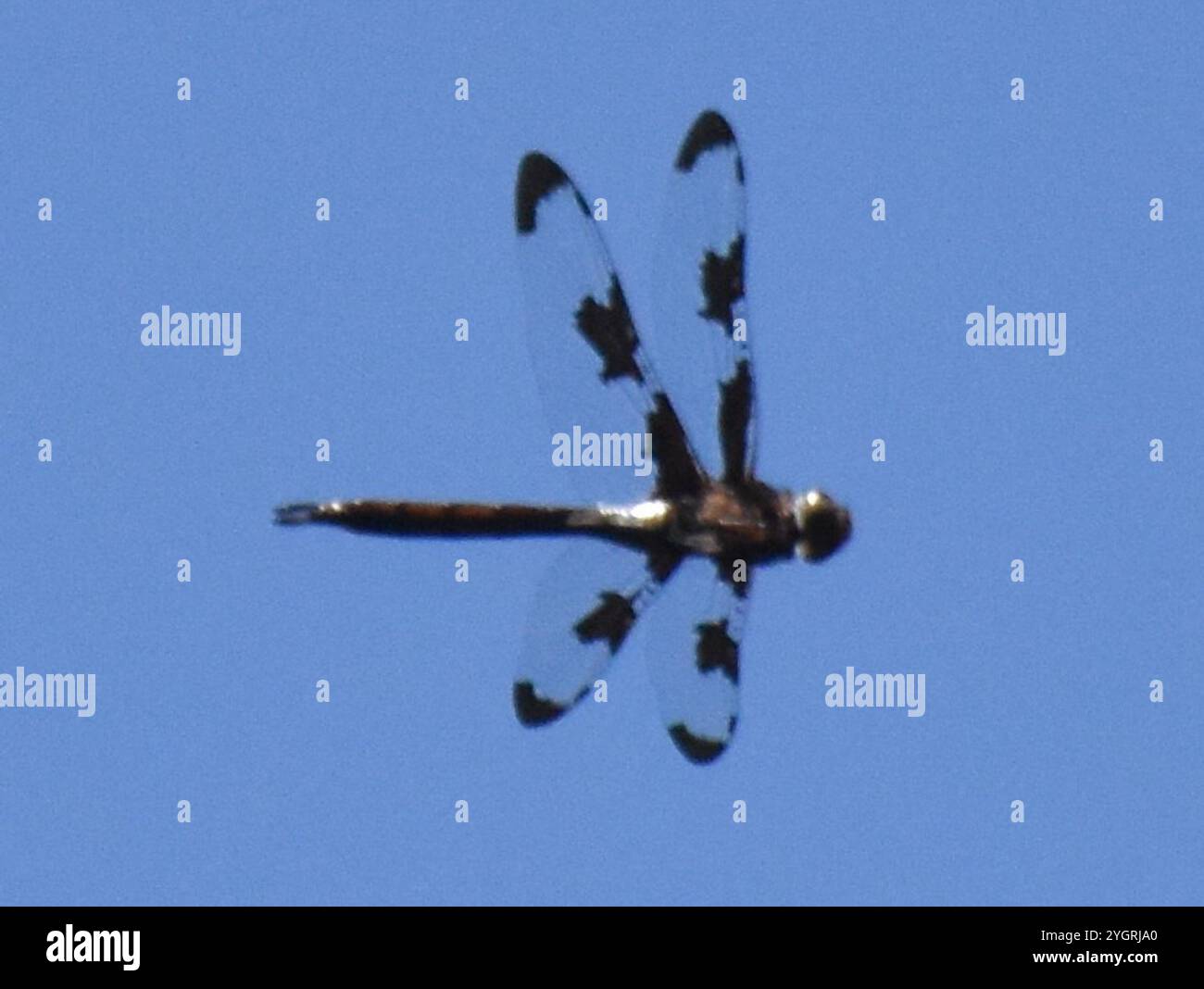 Epitheca princeps hi-res stock photography and images - Alamy