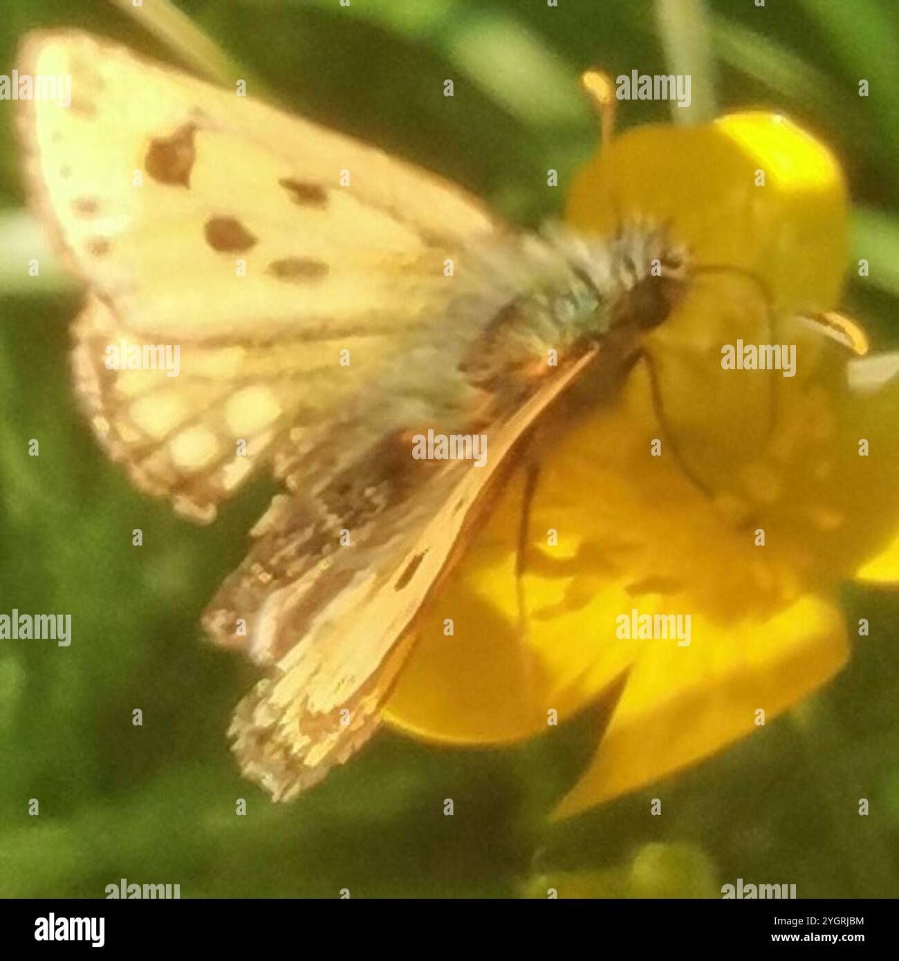 Northern Chequered Skipper (Carterocephalus silvicola Stock Photo - Alamy
