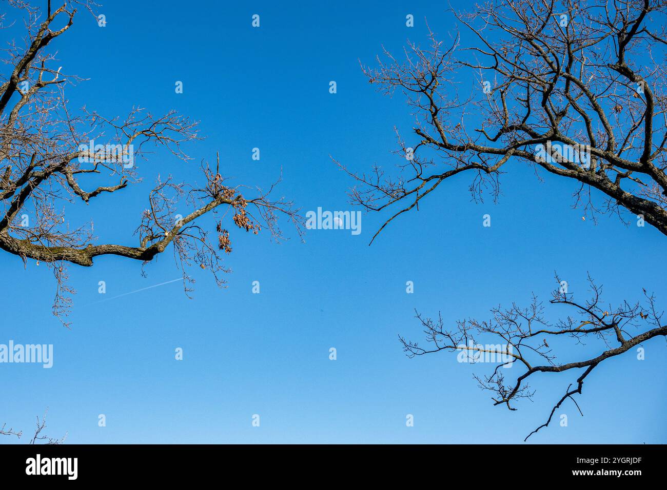 The branches of two trees are parted, and in the middle, there is a ...