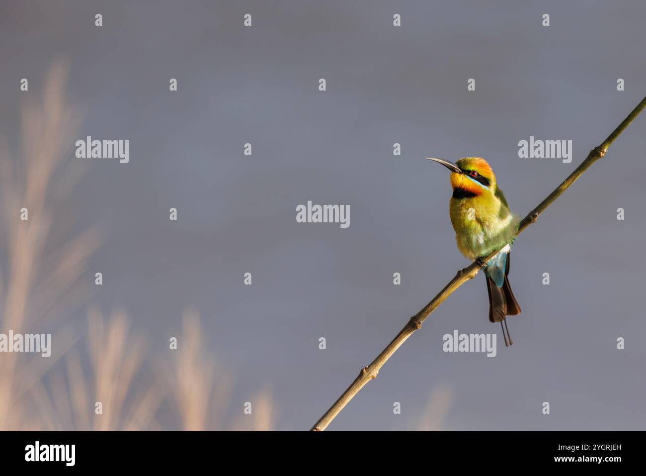 Australian Rainbow Bee-eater. Image captured along the banks of the ...