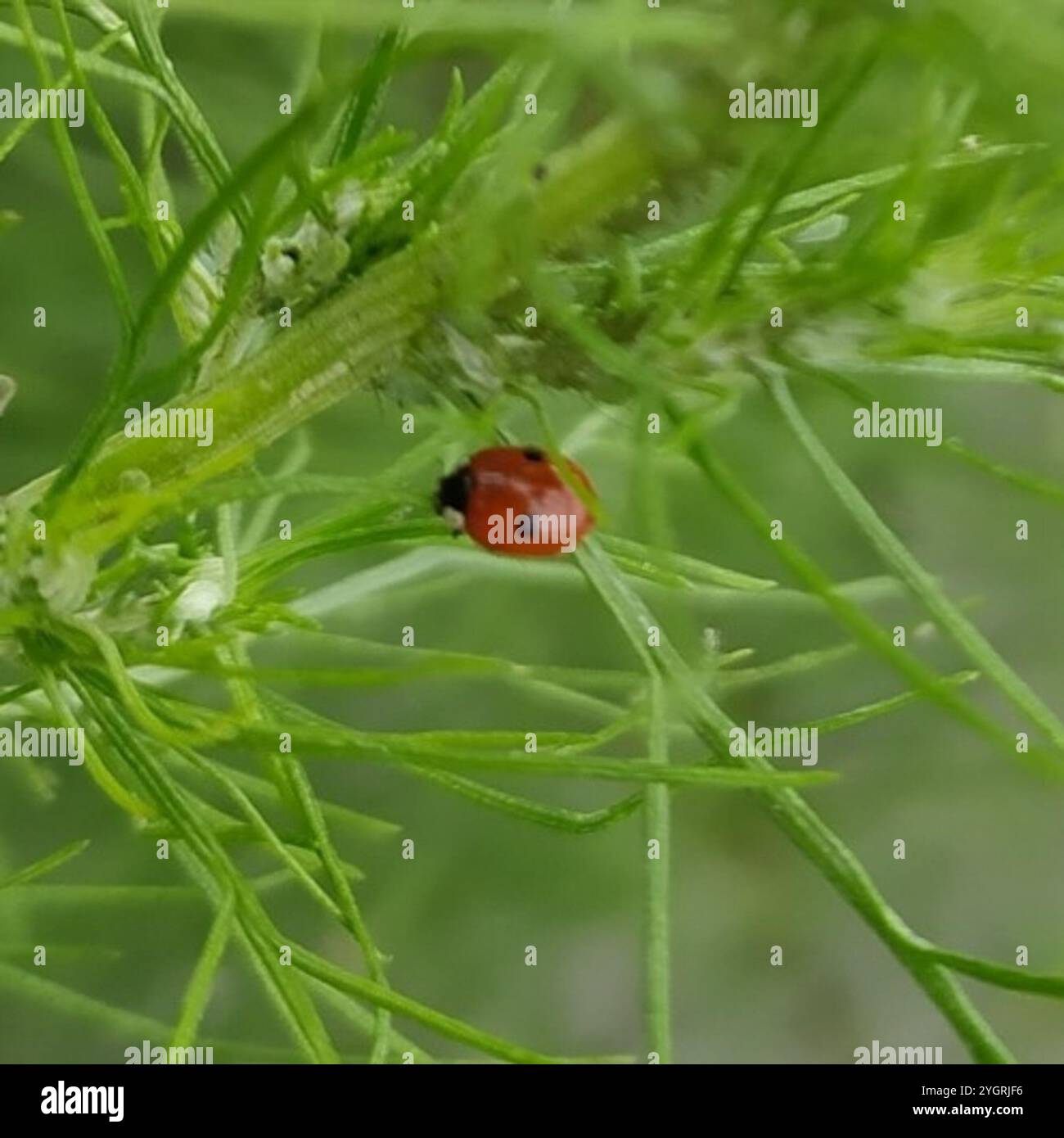 Two-spotted Lady Beetle (Adalia bipunctata Stock Photo - Alamy