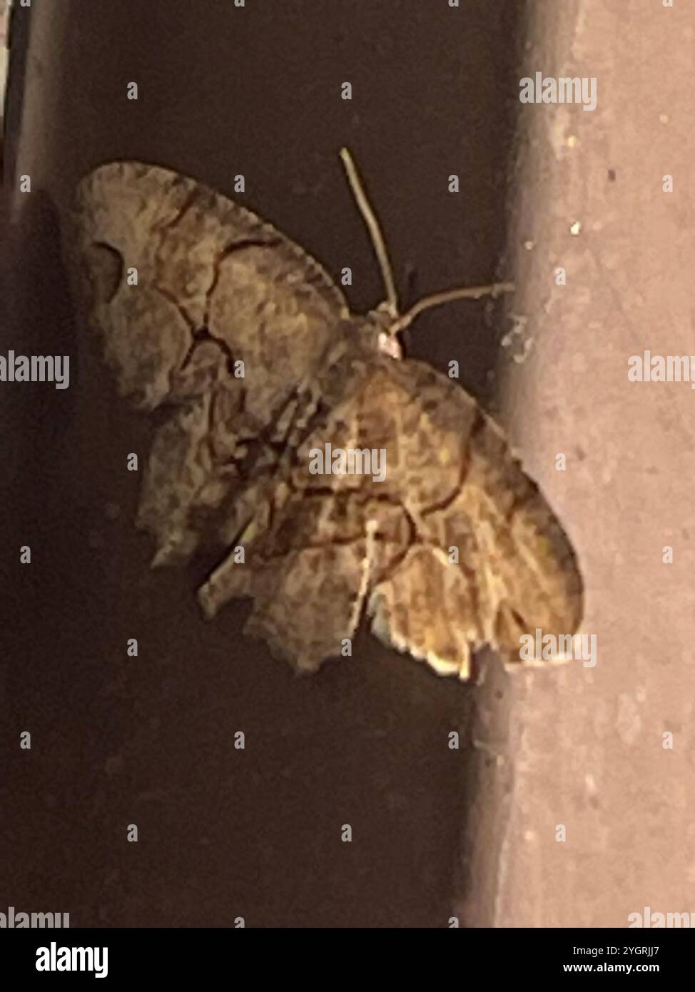 Callizzia amorata hi-res stock photography and images - Alamy