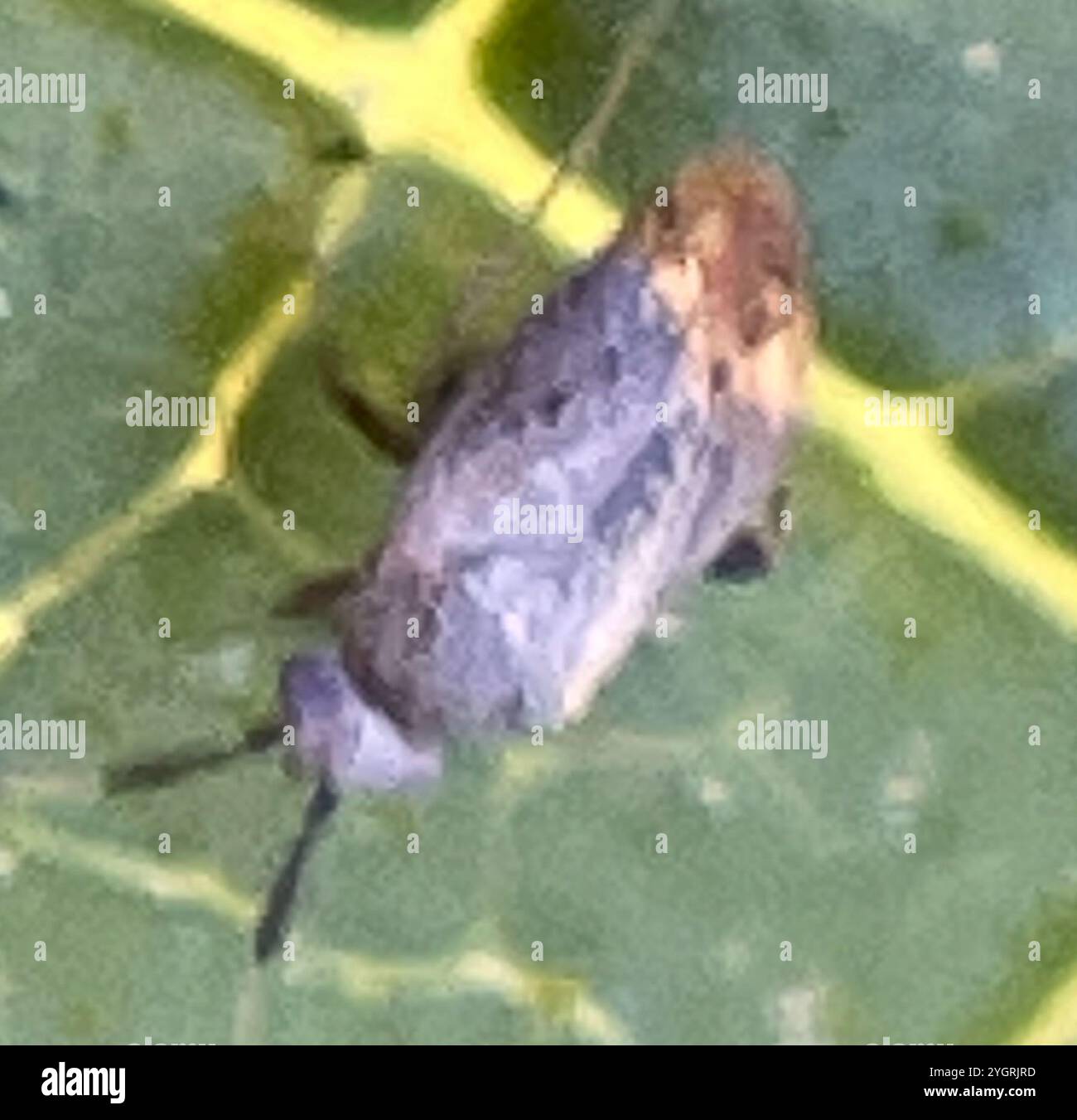 True Bugs (Heteroptera Stock Photo - Alamy