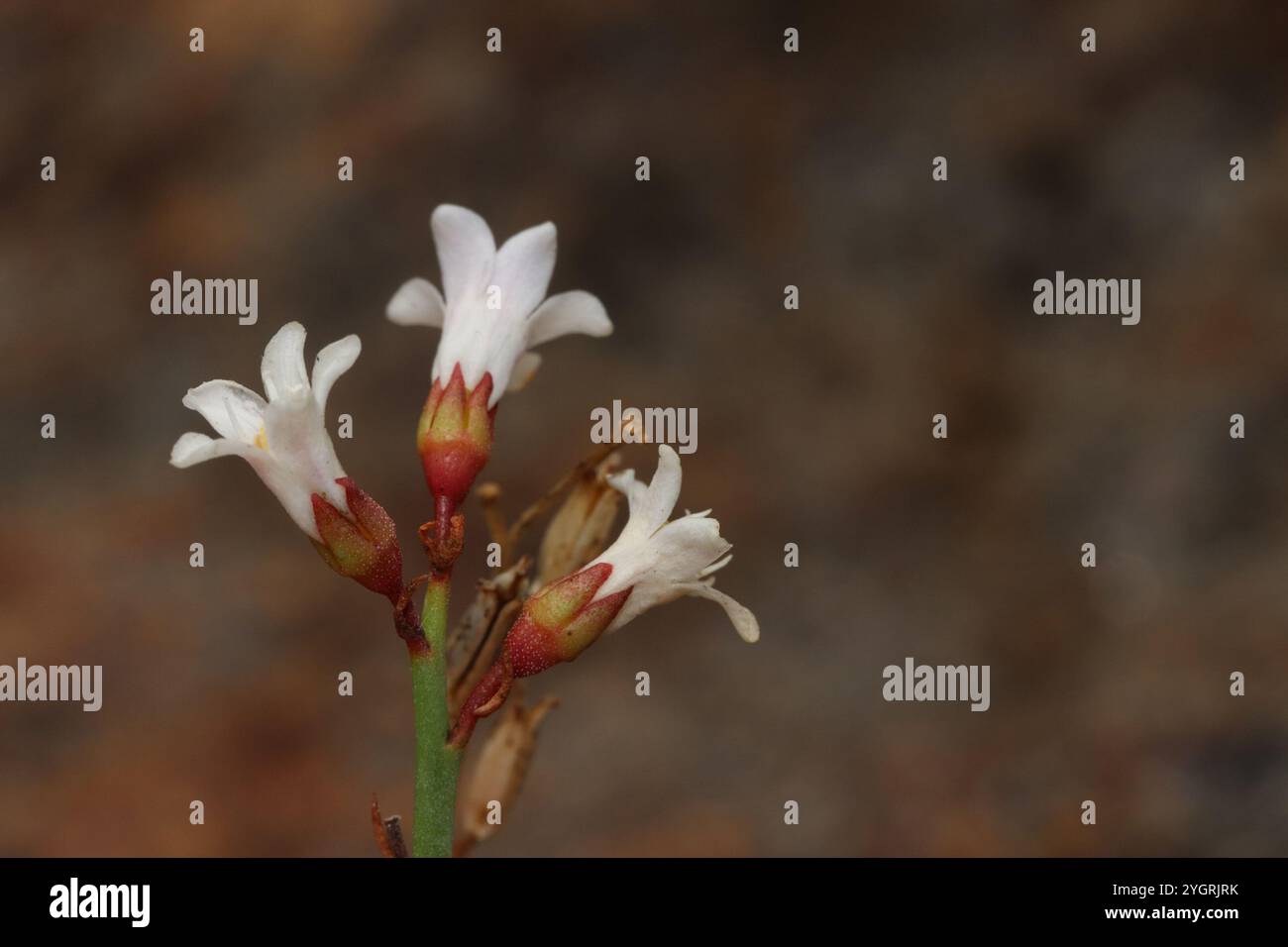 Water Pimpernel (Samolus porosus Stock Photo - Alamy