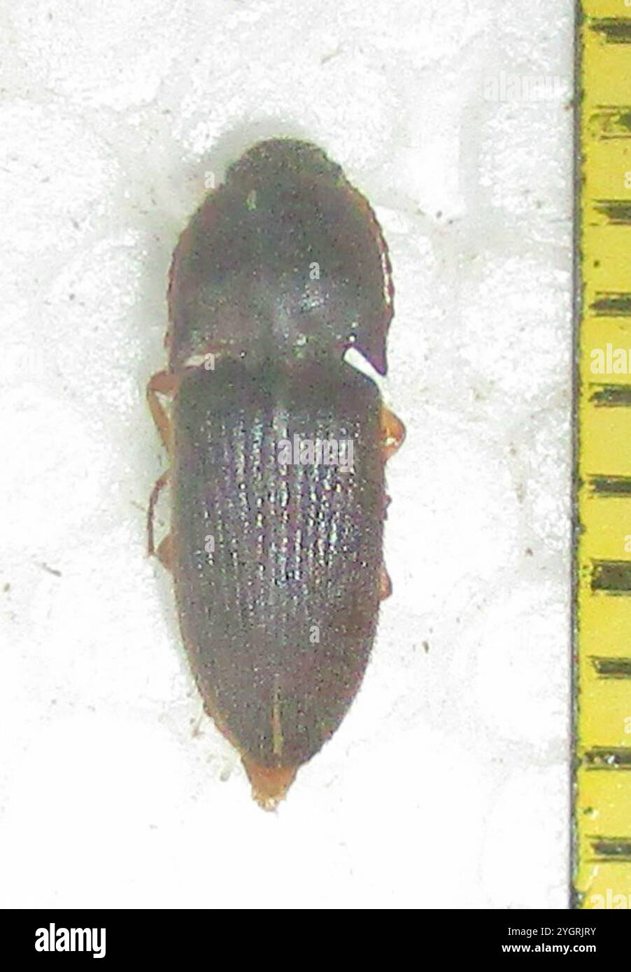 Click Beetles (Elateridae Stock Photo - Alamy