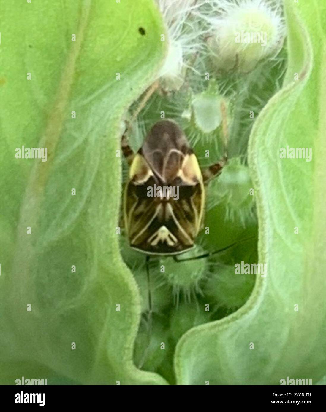 North American Tarnished Plant Bug (Lygus lineolaris Stock Photo - Alamy