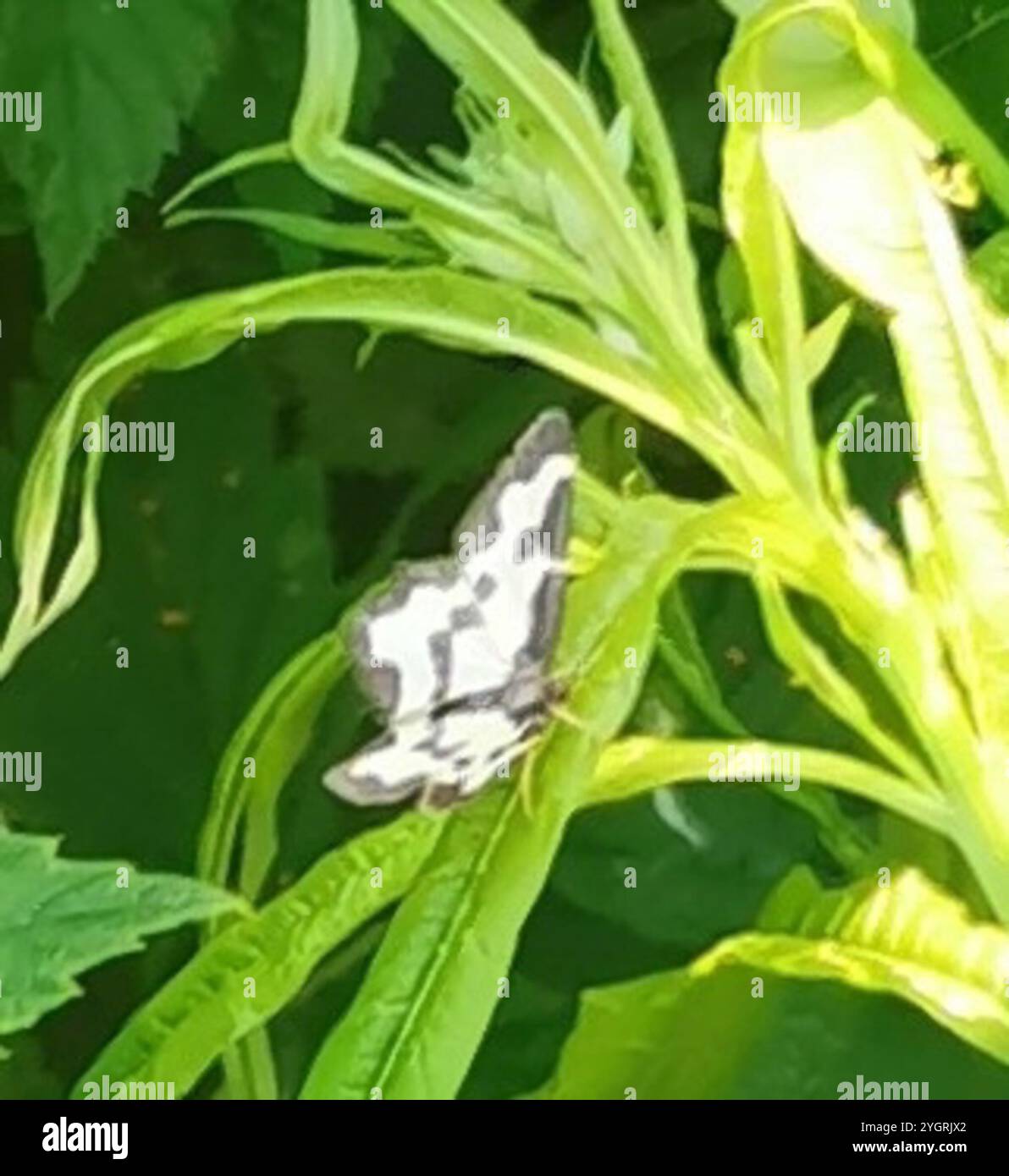 Clouded Border (Lomaspilis marginata Stock Photo - Alamy