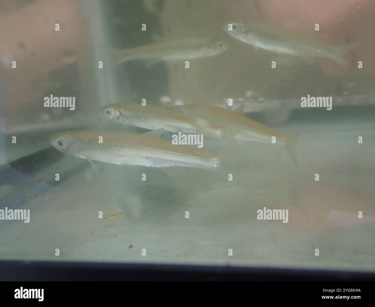 Emerald shiner hi-res stock photography and images - Alamy