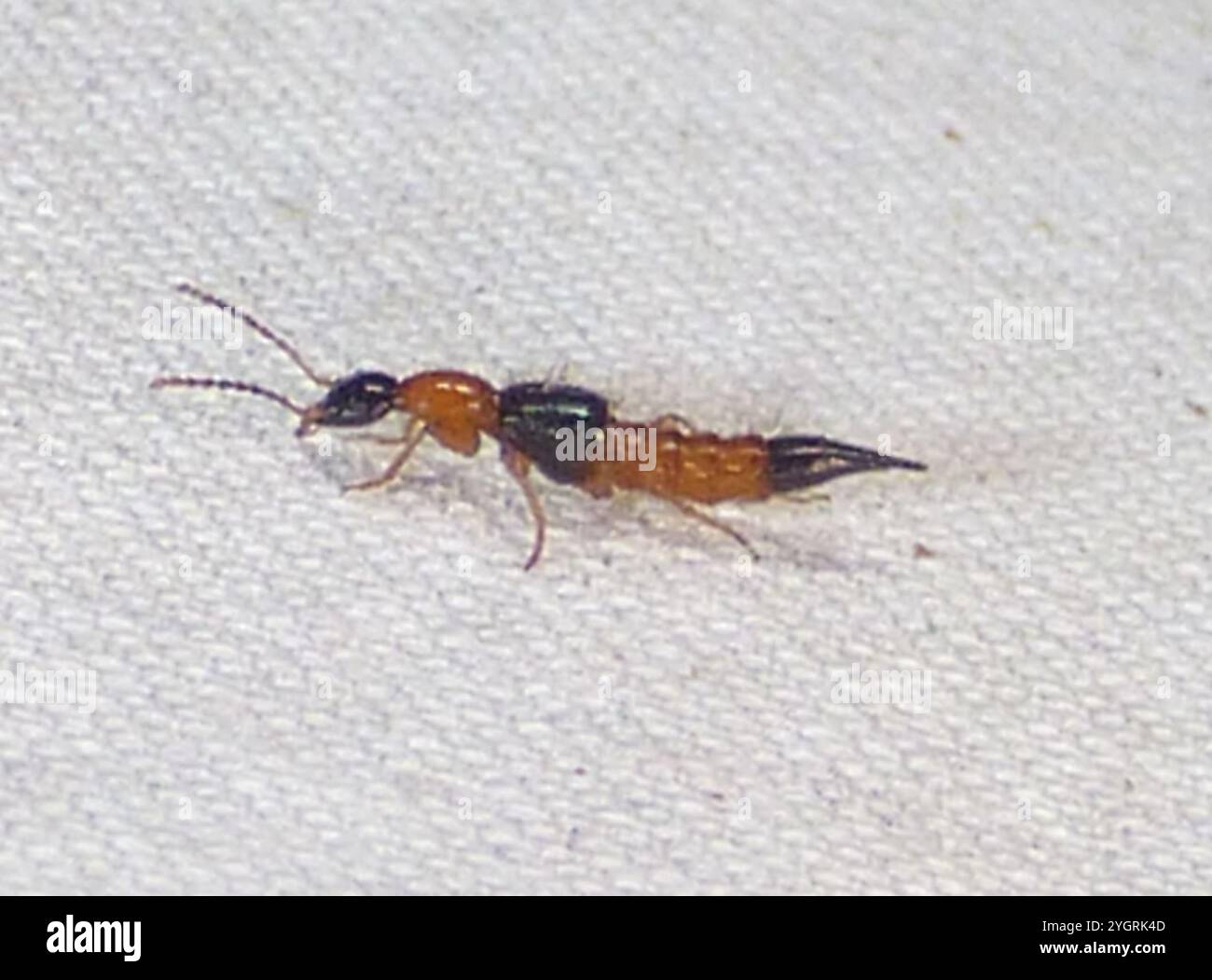 Whiplash Beetles (Paederus Stock Photo - Alamy