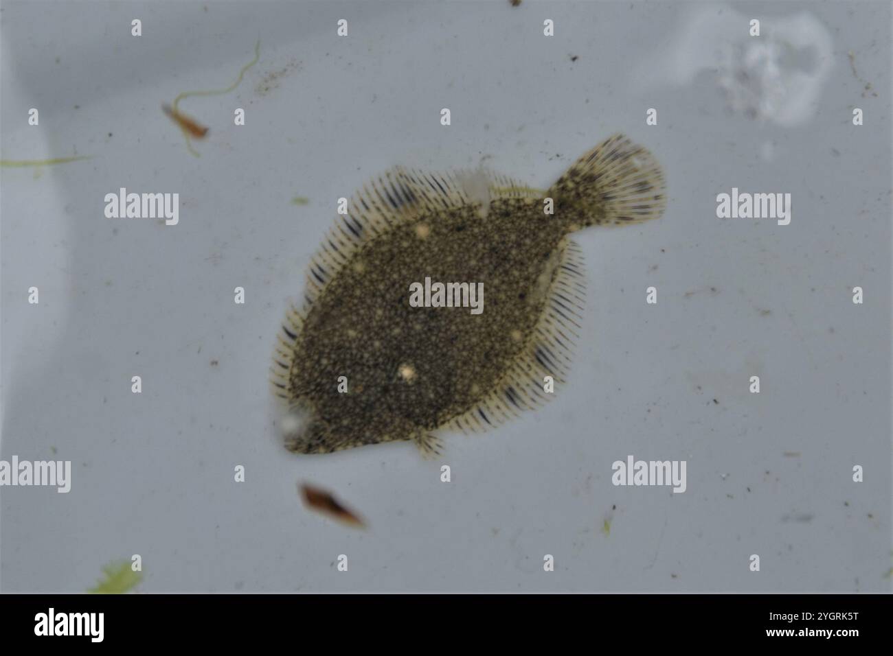 Starry Flounder (Platichthys stellatus Stock Photo - Alamy