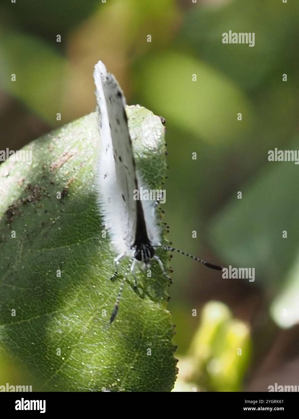 Echo Azure (Celastrina echo Stock Photo - Alamy