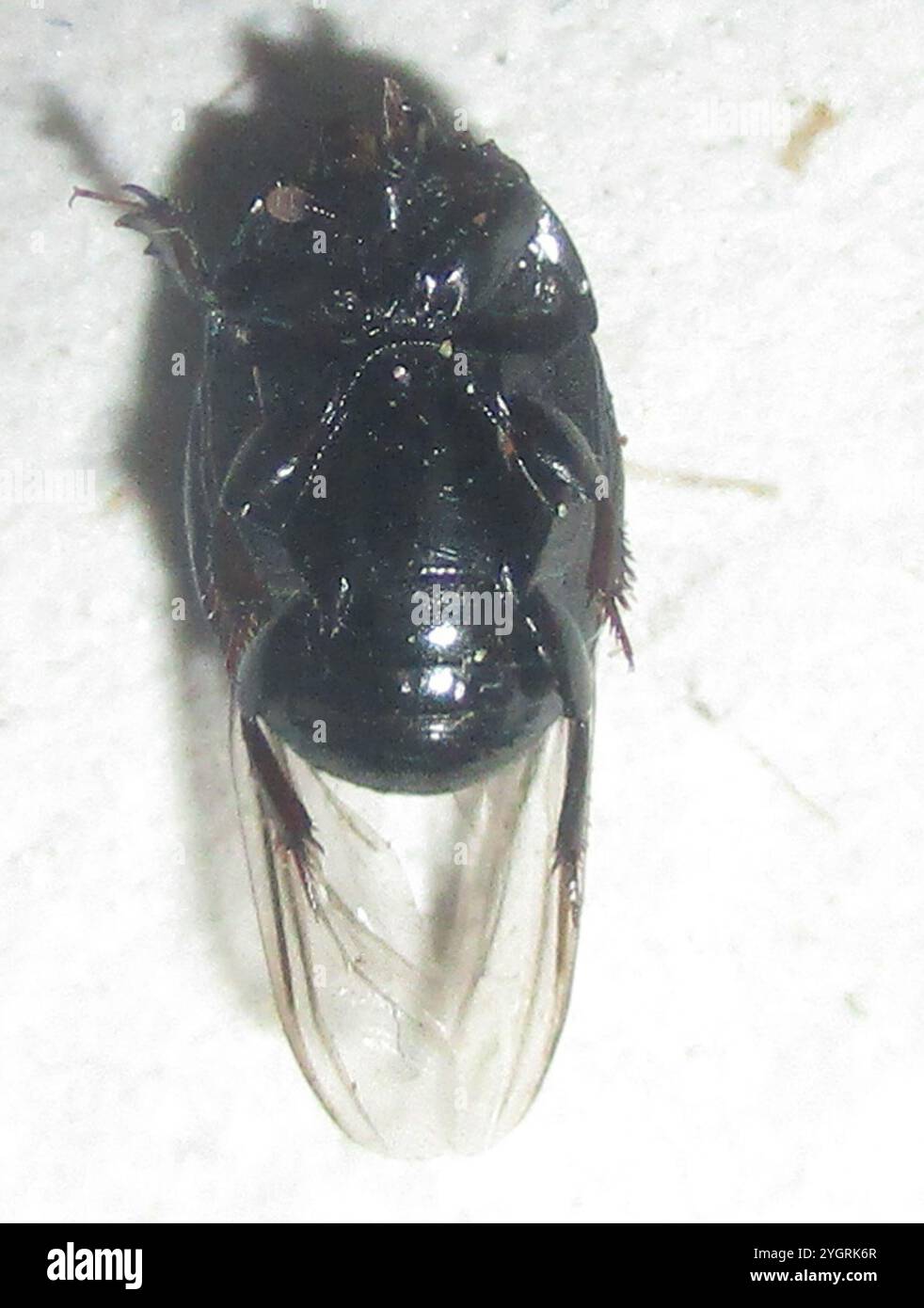 Histeridae hi-res stock photography and images - Alamy