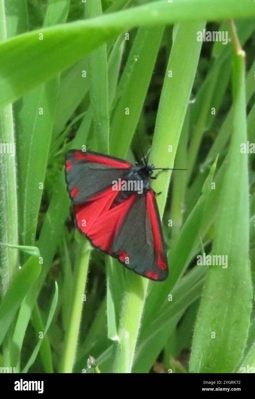 Cinnabar moth (Tyria jacobaeae Stock Photo - Alamy