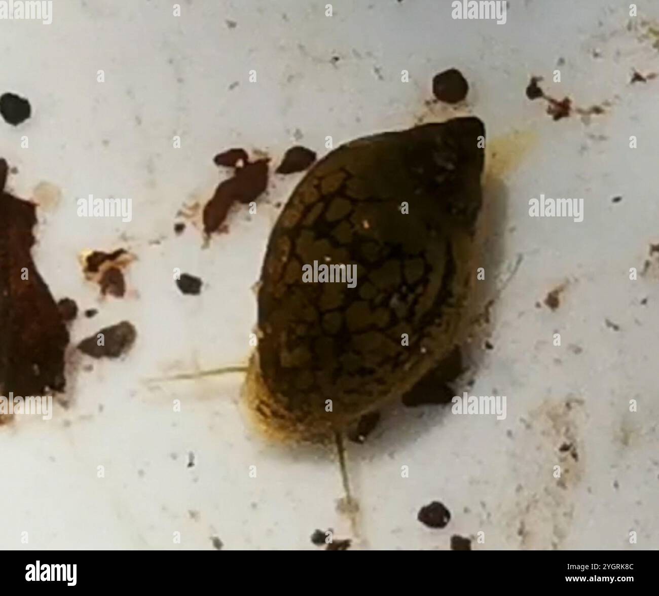 Acute Bladder Snail (Physella acuta Stock Photo - Alamy