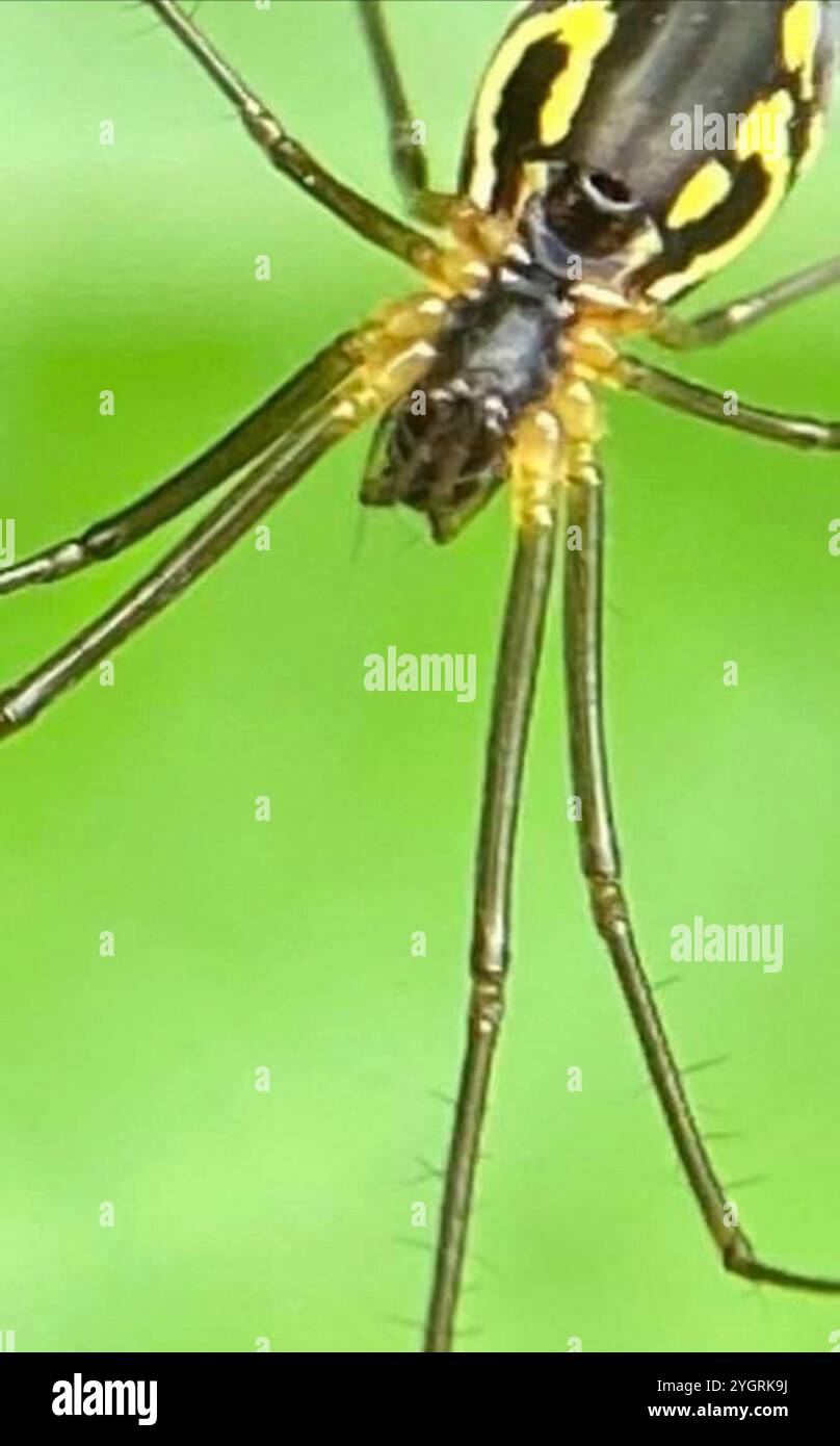 Filmy Dome Spider (Neriene radiata Stock Photo - Alamy