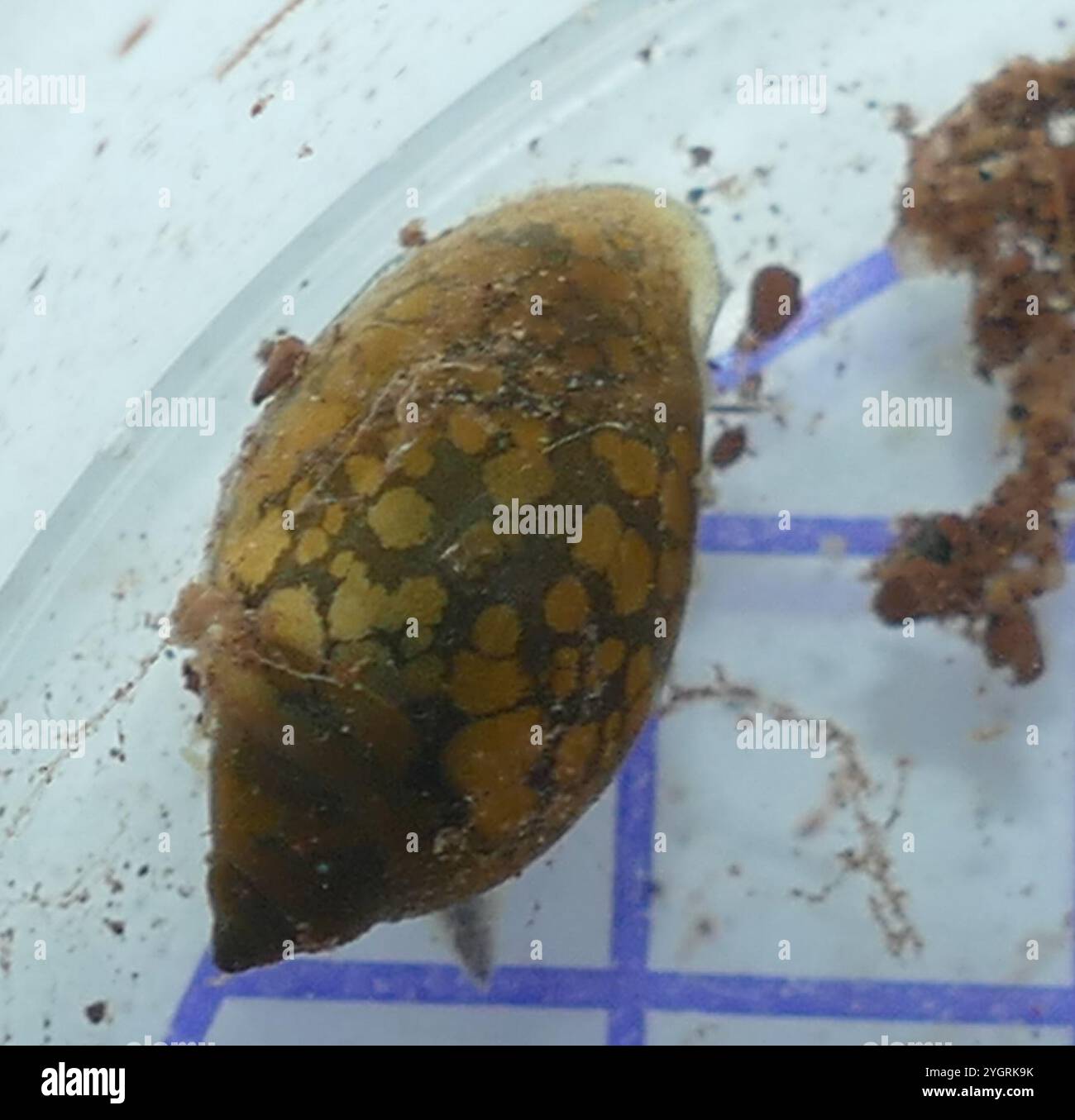 Acute Bladder Snail (Physella acuta Stock Photo - Alamy