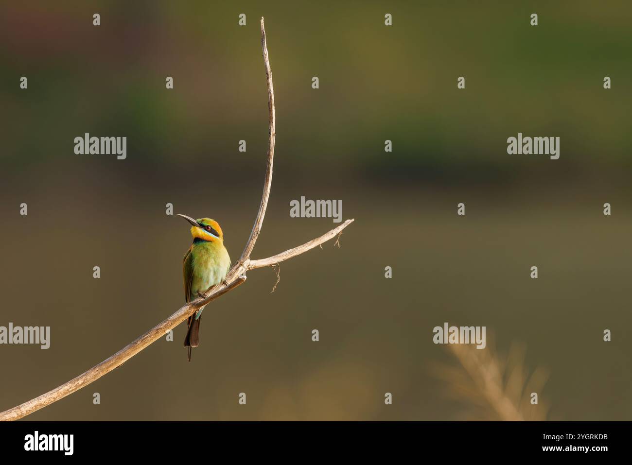 Australian Rainbow Bee-eater. Image captured along the banks of the ...
