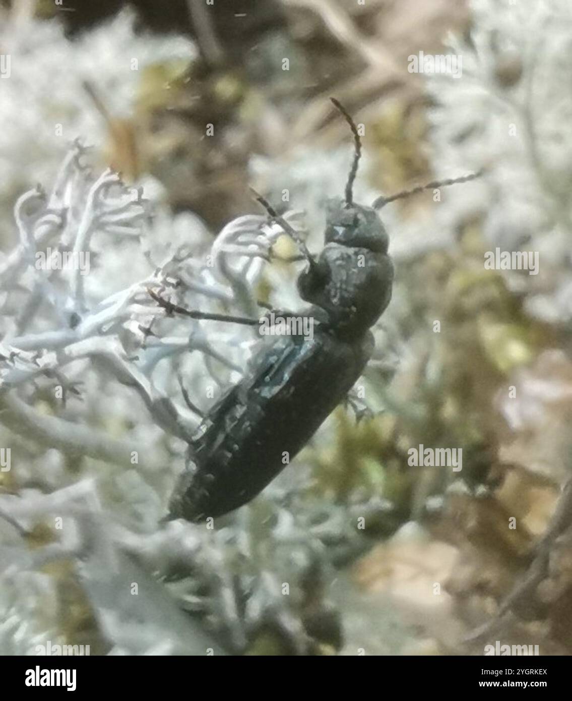 Black spruce borer hi-res stock photography and images - Alamy
