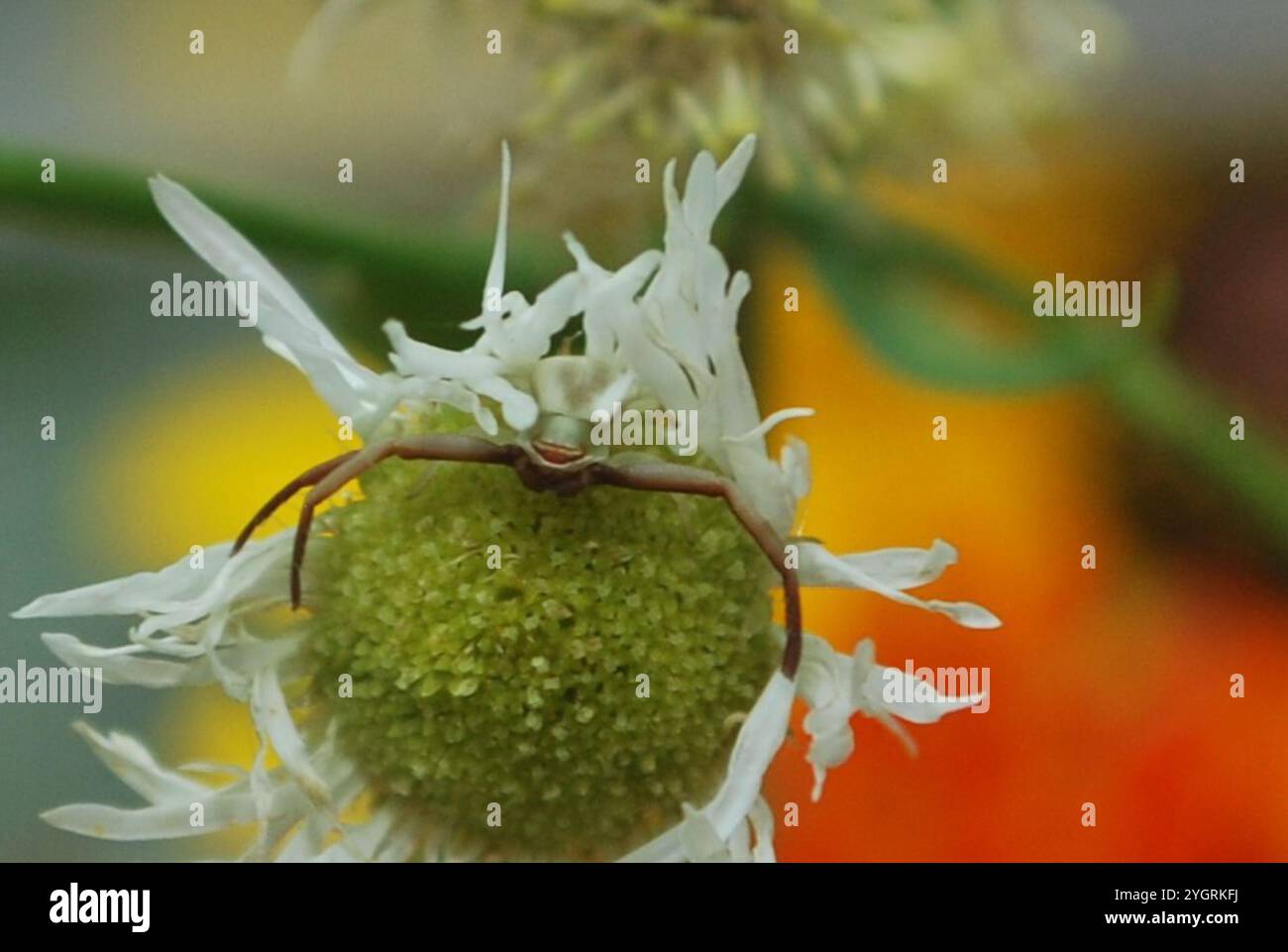 White-banded Crab Spider (Misumenoides formosipes Stock Photo - Alamy