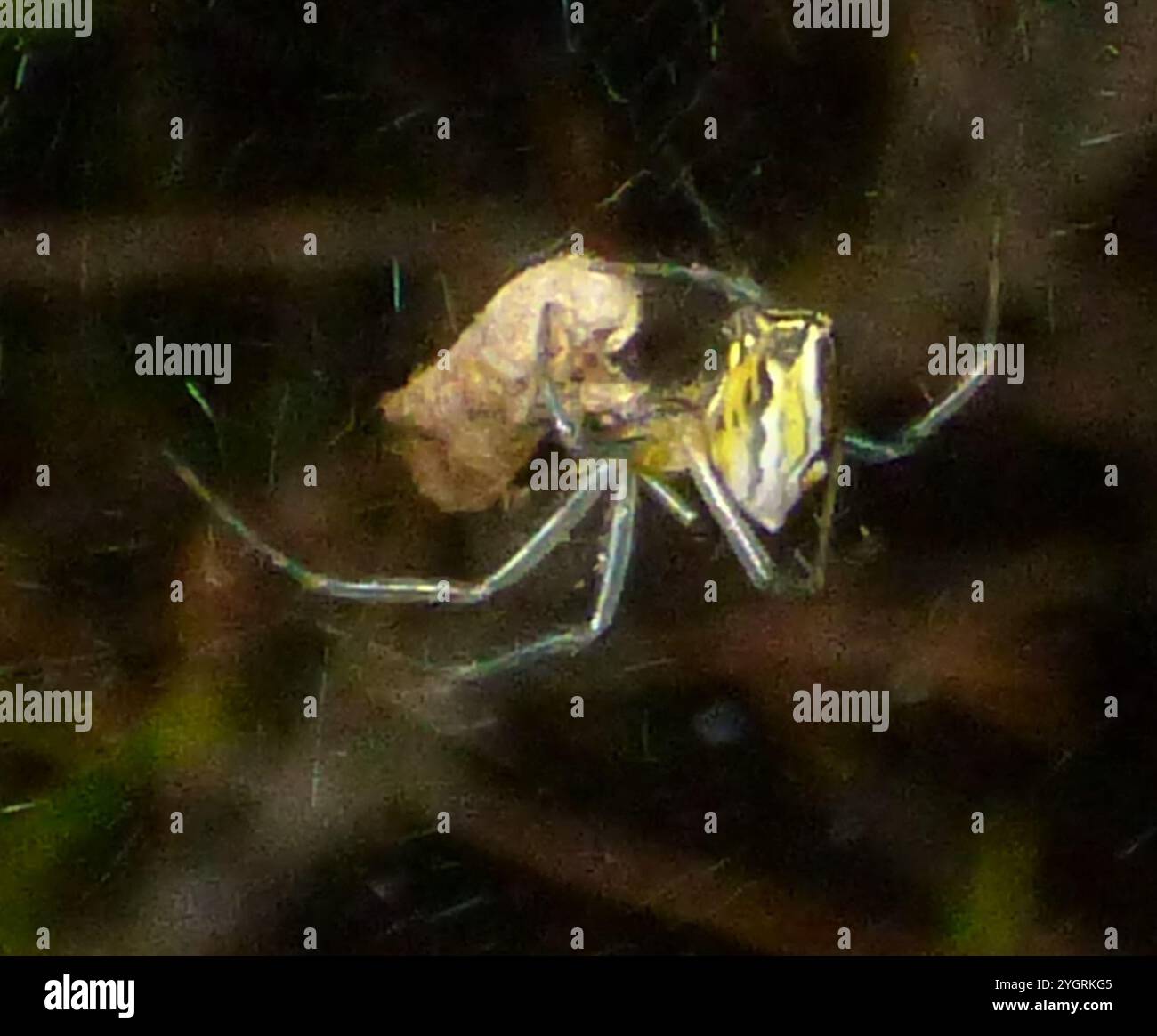 Lemniscata hi-res stock photography and images - Alamy