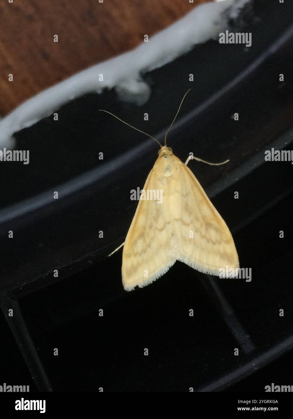 Lesser Pearl (Sitochroa verticalis Stock Photo - Alamy