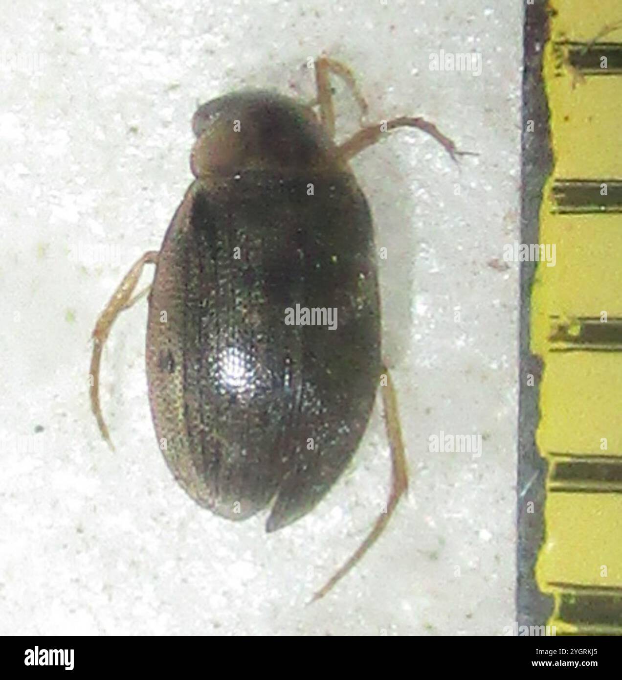 Berosus hi-res stock photography and images - Alamy