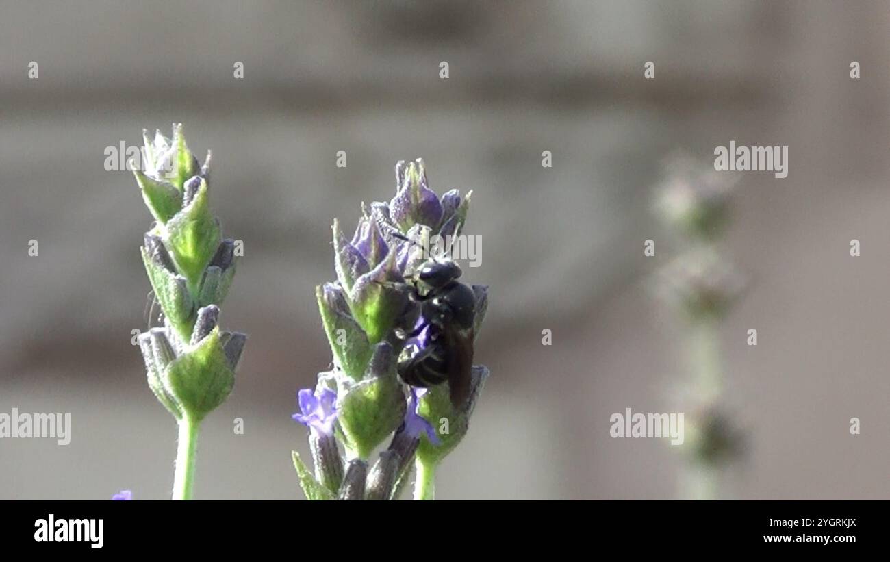 Banded dark bee hi-res stock photography and images - Alamy