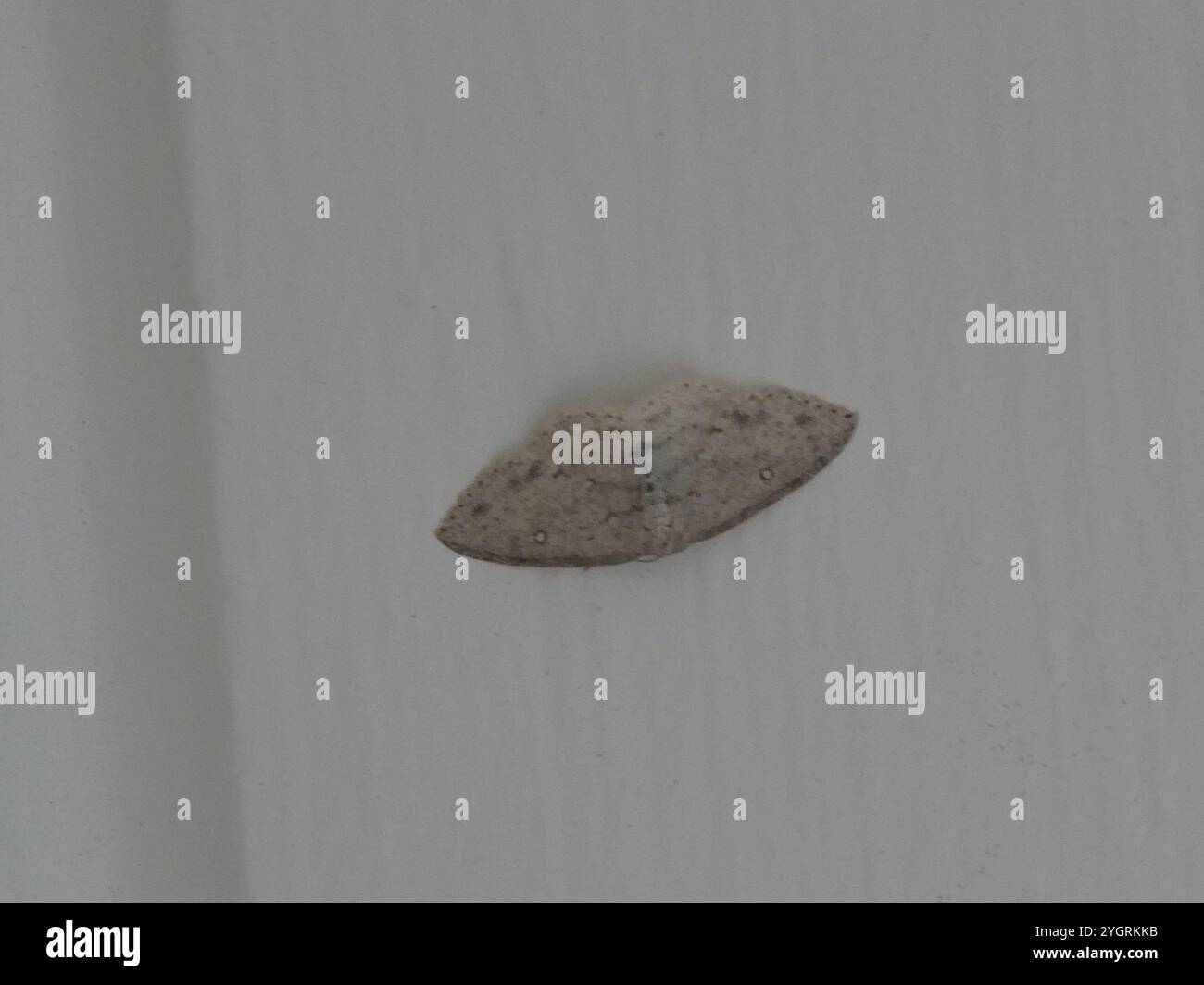 Cyclophora moth hi-res stock photography and images - Alamy