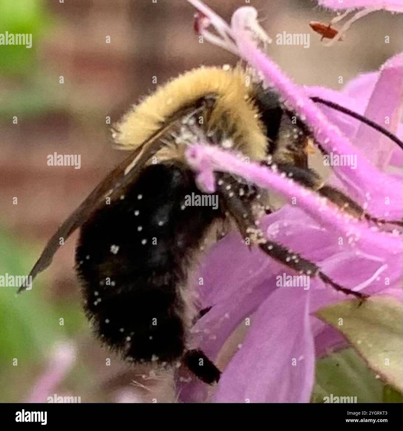 Two-spotted Bumble Bee (Bombus bimaculatus Stock Photo - Alamy