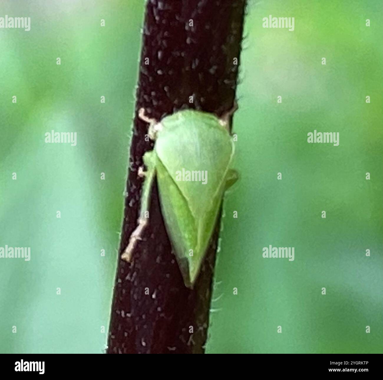 Three-cornered Alfalfa Hopper (Spissistilus festinus Stock Photo - Alamy
