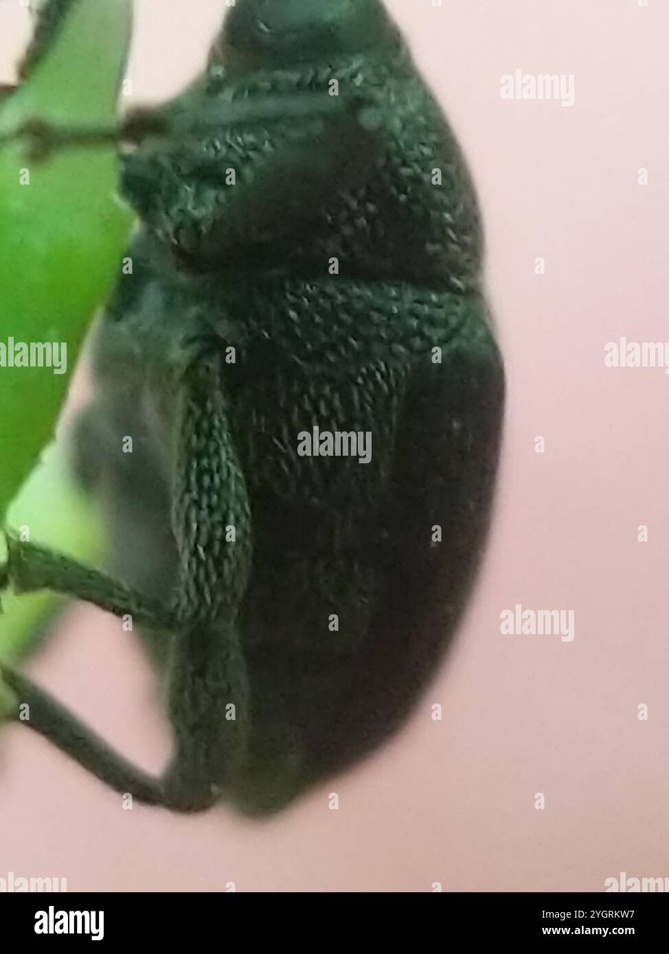 True Weevils (Curculionidae Stock Photo - Alamy