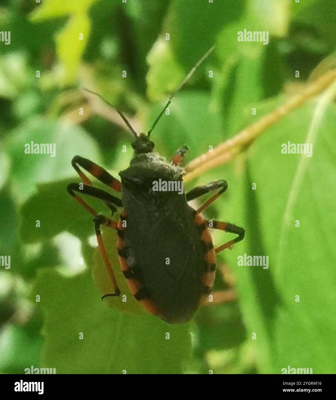 Rhynocoris annulatus hi-res stock photography and images - Alamy