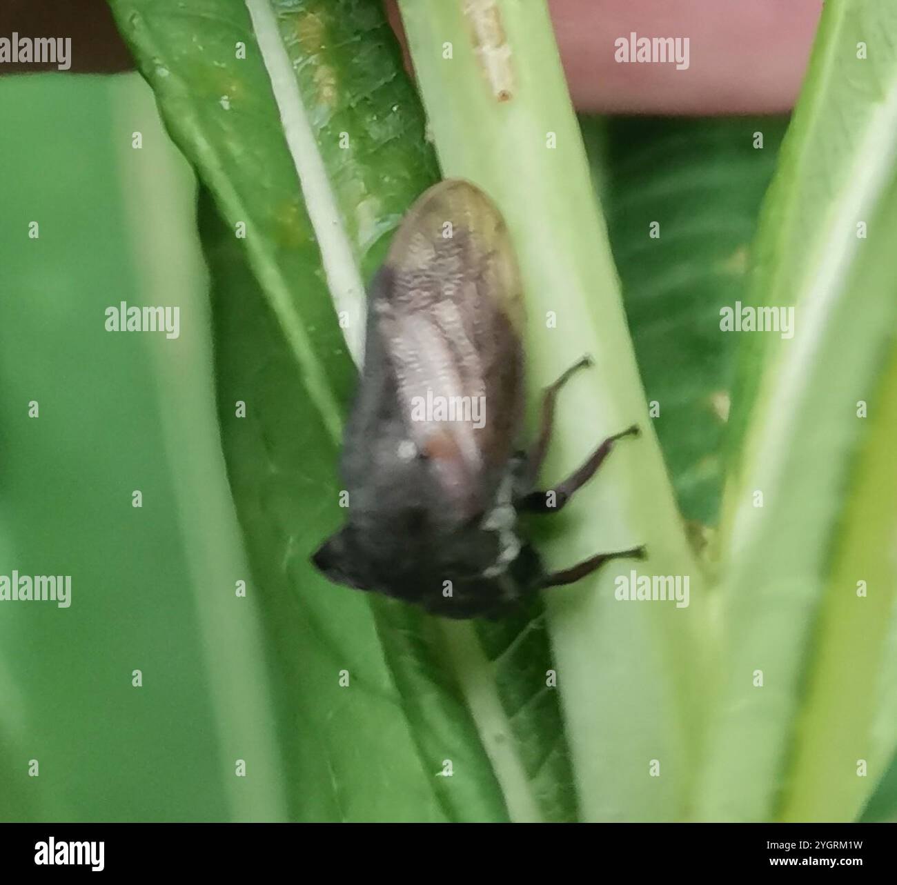 Horned Treehopper (Centrotus cornutus Stock Photo - Alamy