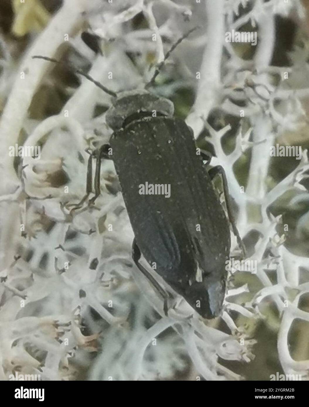Black spruce borer hi-res stock photography and images - Alamy